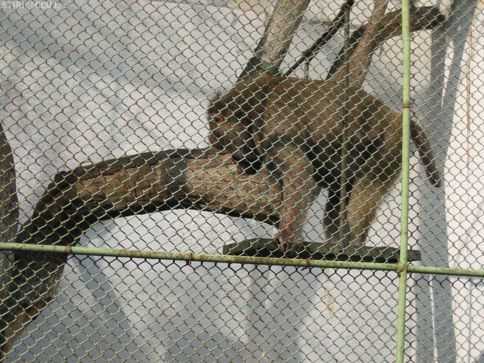 De Revelion, leii de la Zoo Turda vor fi tratati cu piept de pui, iar ...