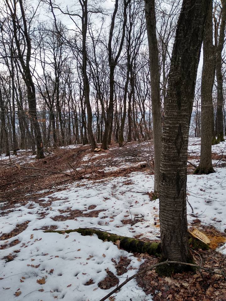 Drum forestier ilegal prin Poiana Rotundă, din Pădurea Hoia, loc ...