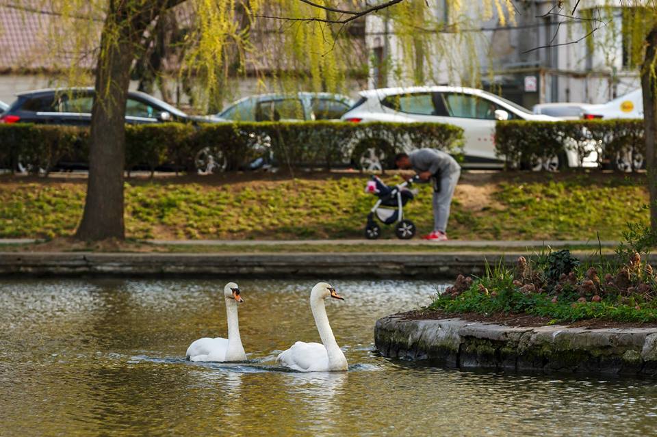 Lebedele albe au revenit pe lacul Chios, din Parcul Central FOTO ...