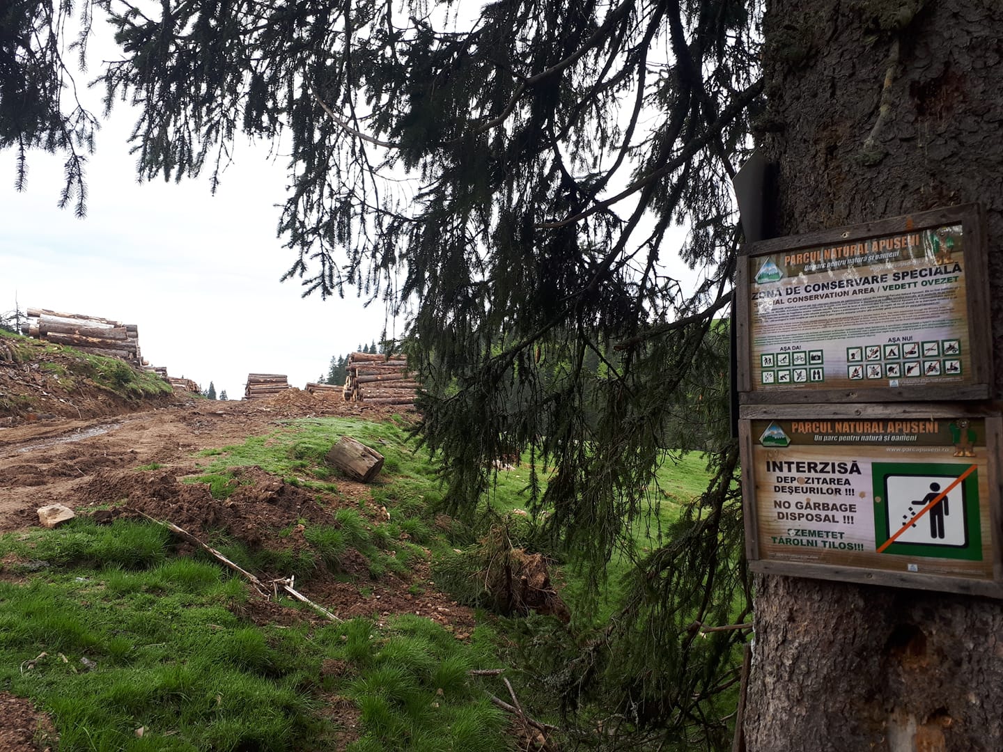Prăpăd în Padis/Parcul Apuseni. Se taie pădurile vechi de 70 de ani ...