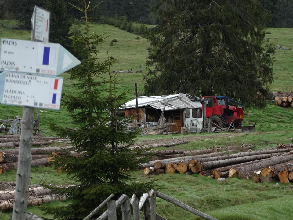 Prăpăd în Padis/Parcul Apuseni. Se taie pădurile vechi de 70 de ani ...