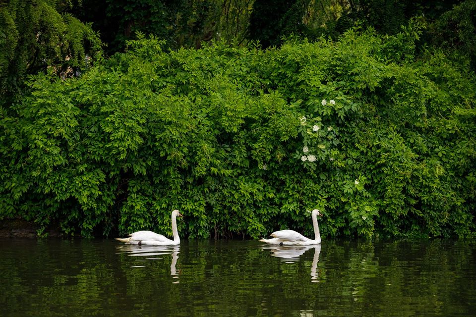 Lebedele negre pe lacul Chios din Cluj-Napoca. Vezi poze cu frumoasele ...