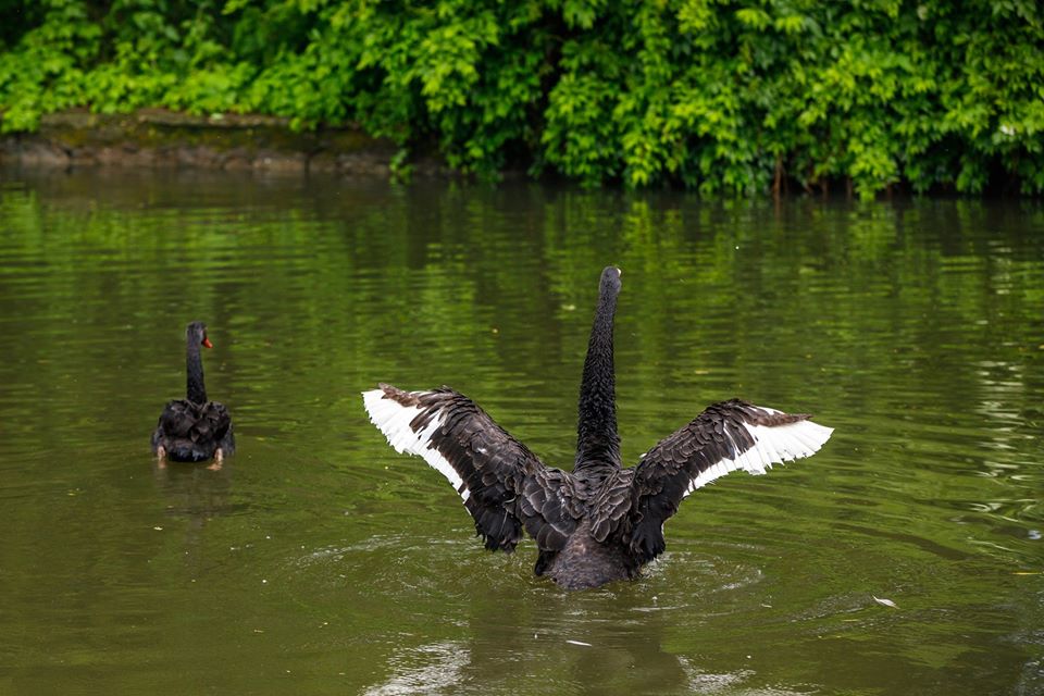 Lebedele negre pe lacul Chios din Cluj-Napoca. Vezi poze cu frumoasele ...