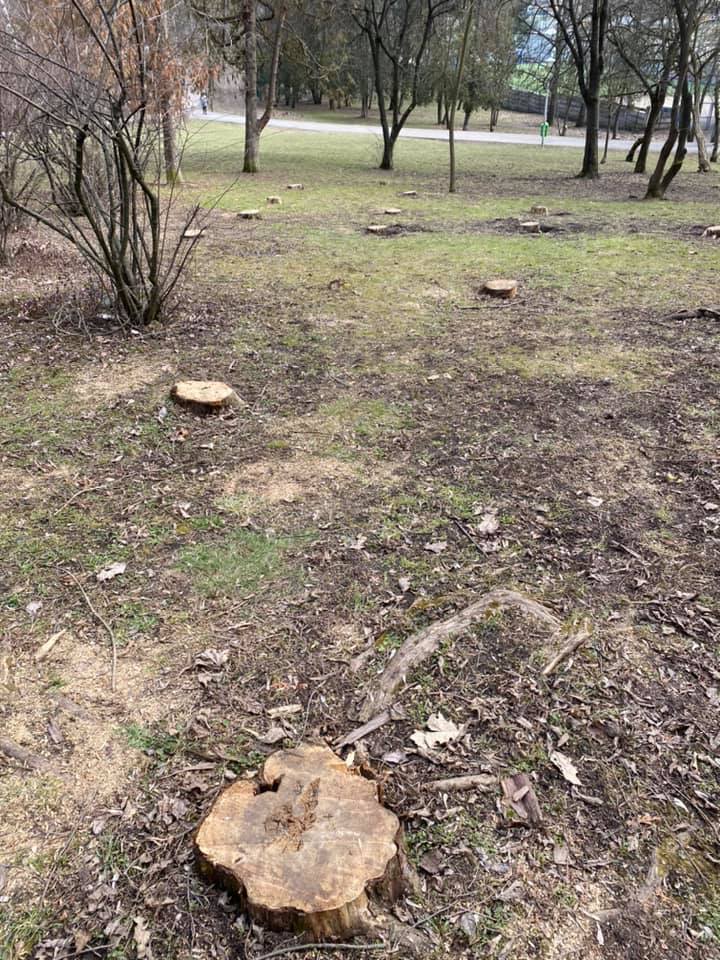 Se taie copacii în Parcul Detunata - FOTO / Dan Tarcea: S-a tăiat un ...
