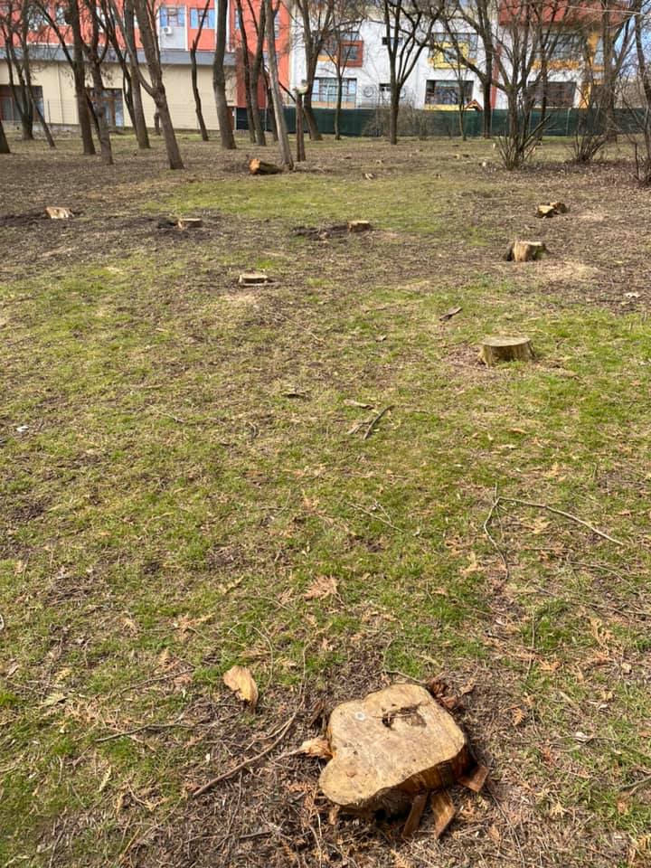 Se taie copacii în Parcul Detunata - FOTO / Dan Tarcea: S-a tăiat un ...