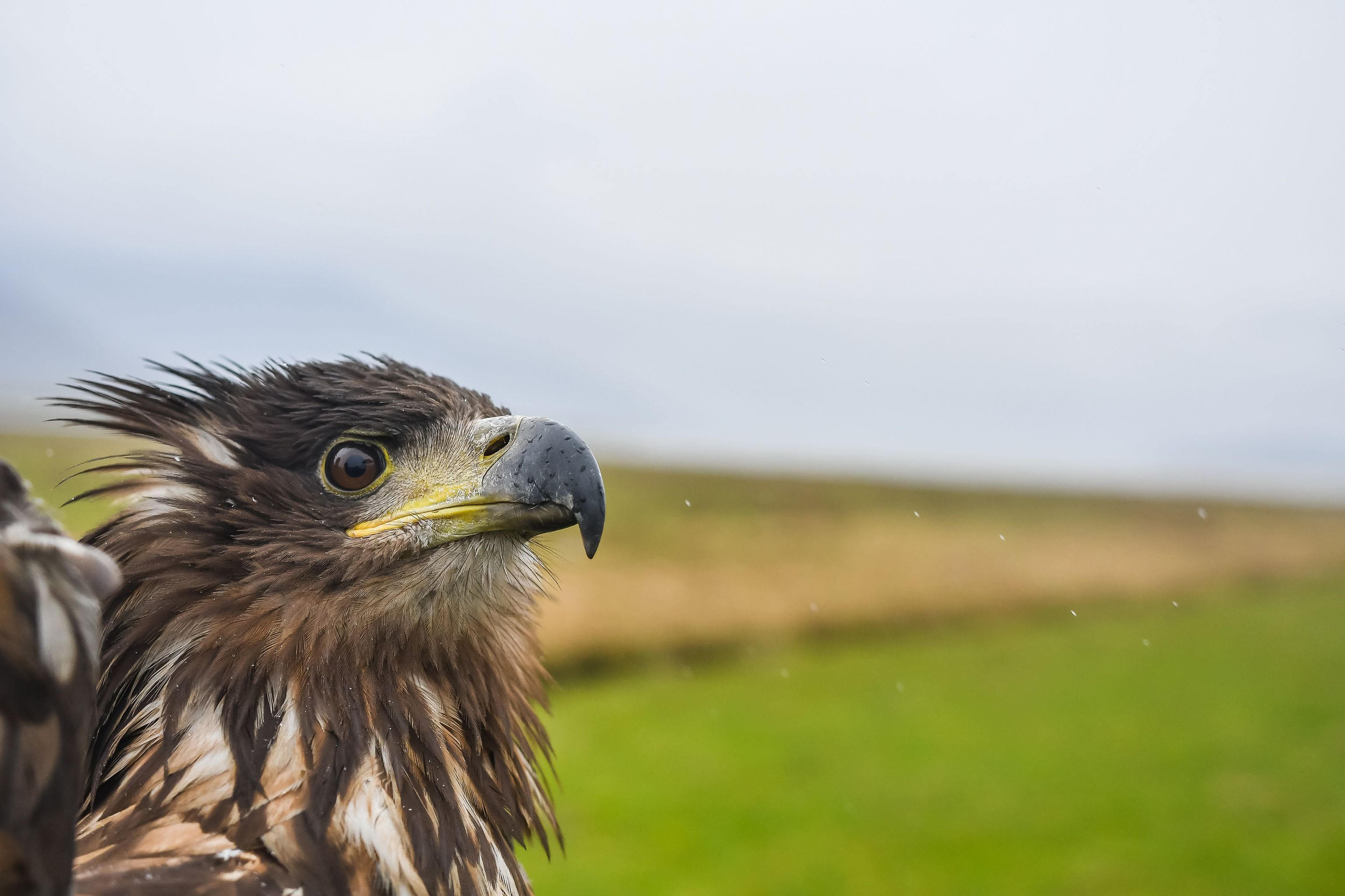 O pasăre codalb, denumită Zador, eliberată în vestul României. Are ...