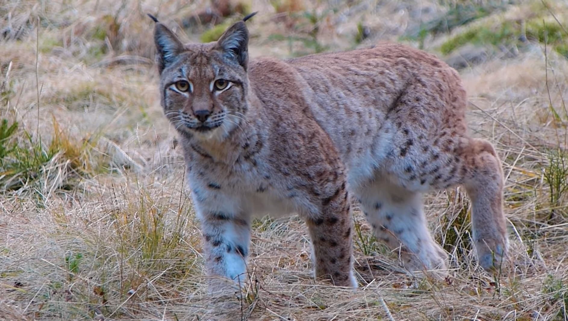 VIDEO. Imagini magice din Parcul Natural Apuseni. Lupi, cerbi şi urşi ...