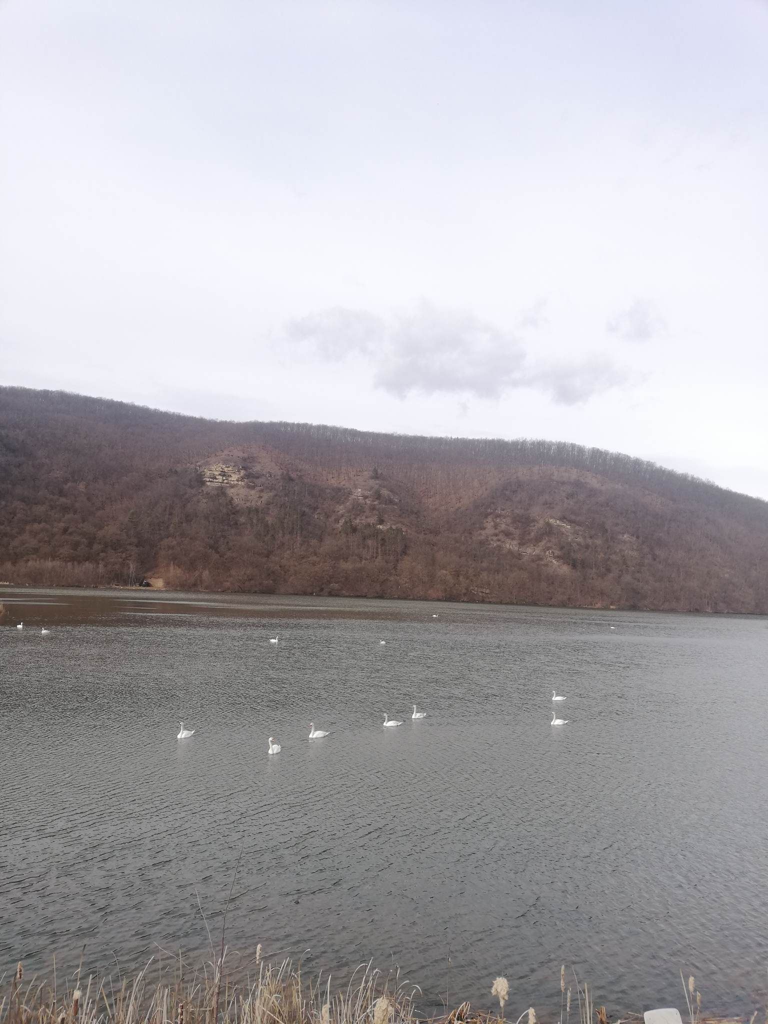 Lebede albe superbe, pe lacul din Gilău. Priveliștea este minunată ...