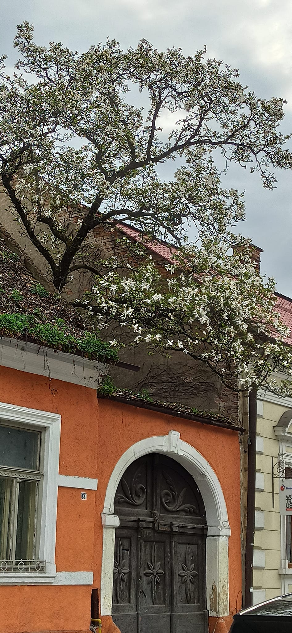 Se vinde celebra ”Casă cu magnolii” a Clujului. Prețul casei este pe ...