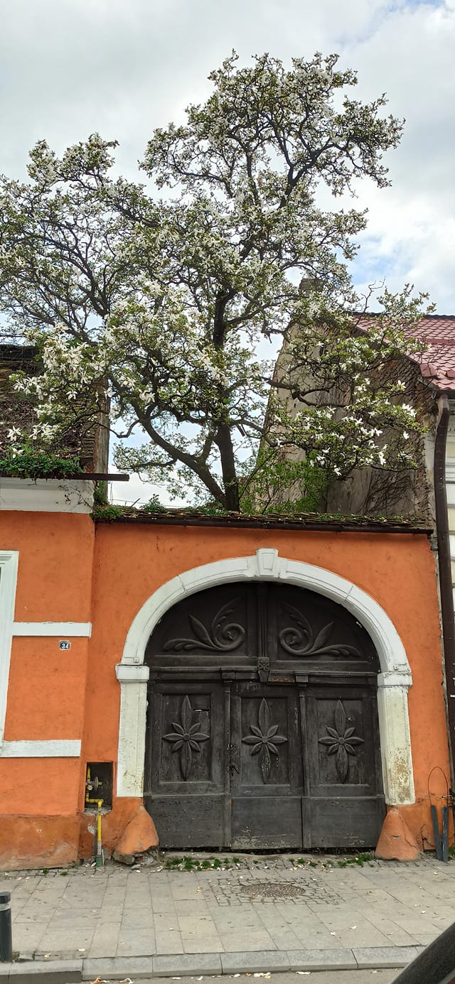 Se vinde celebra ”Casă cu magnolii” a Clujului. Prețul casei este pe ...
