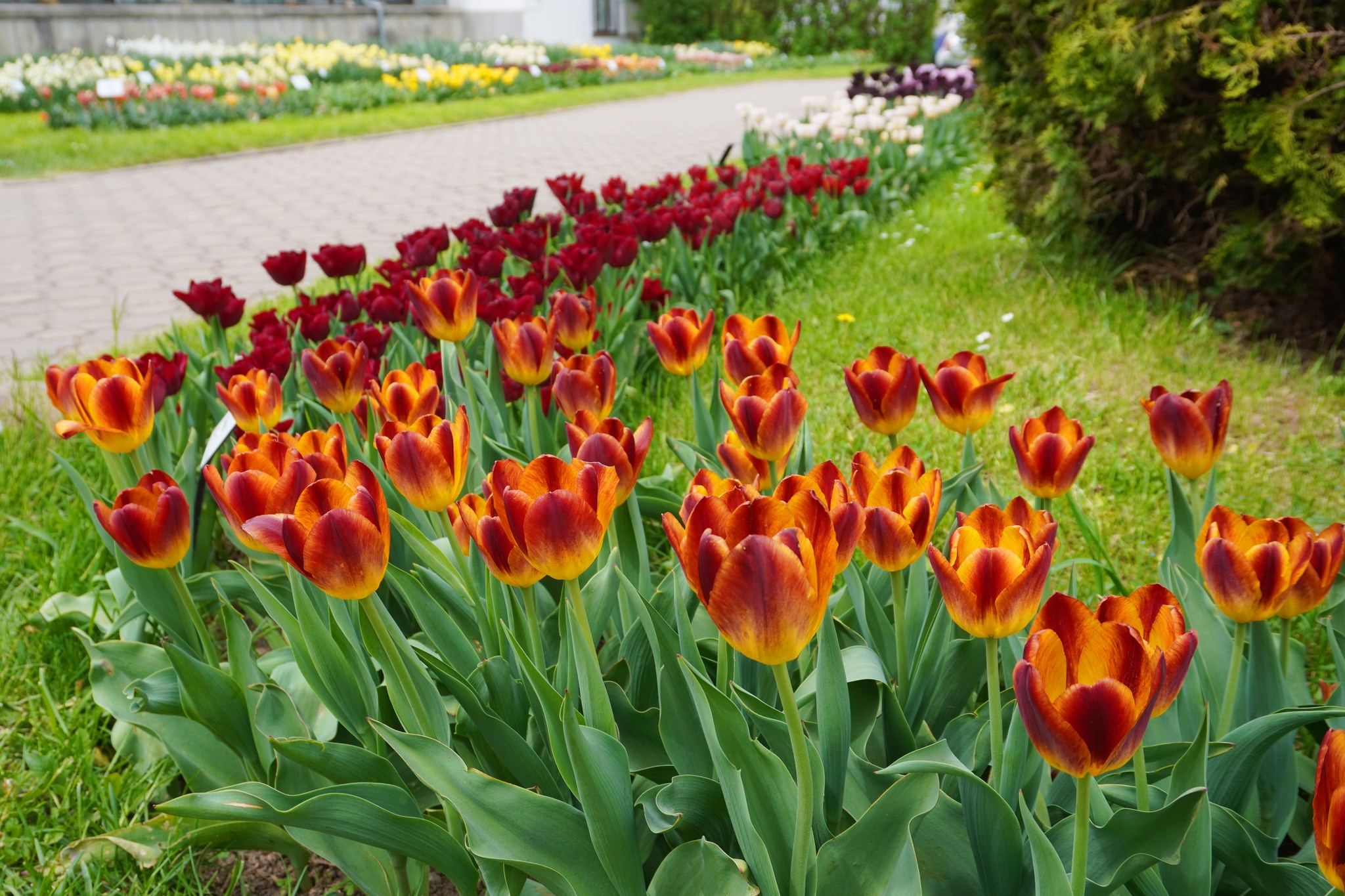 A înflorit macul albastru himalayan, care se poate vedea la Grădina ...