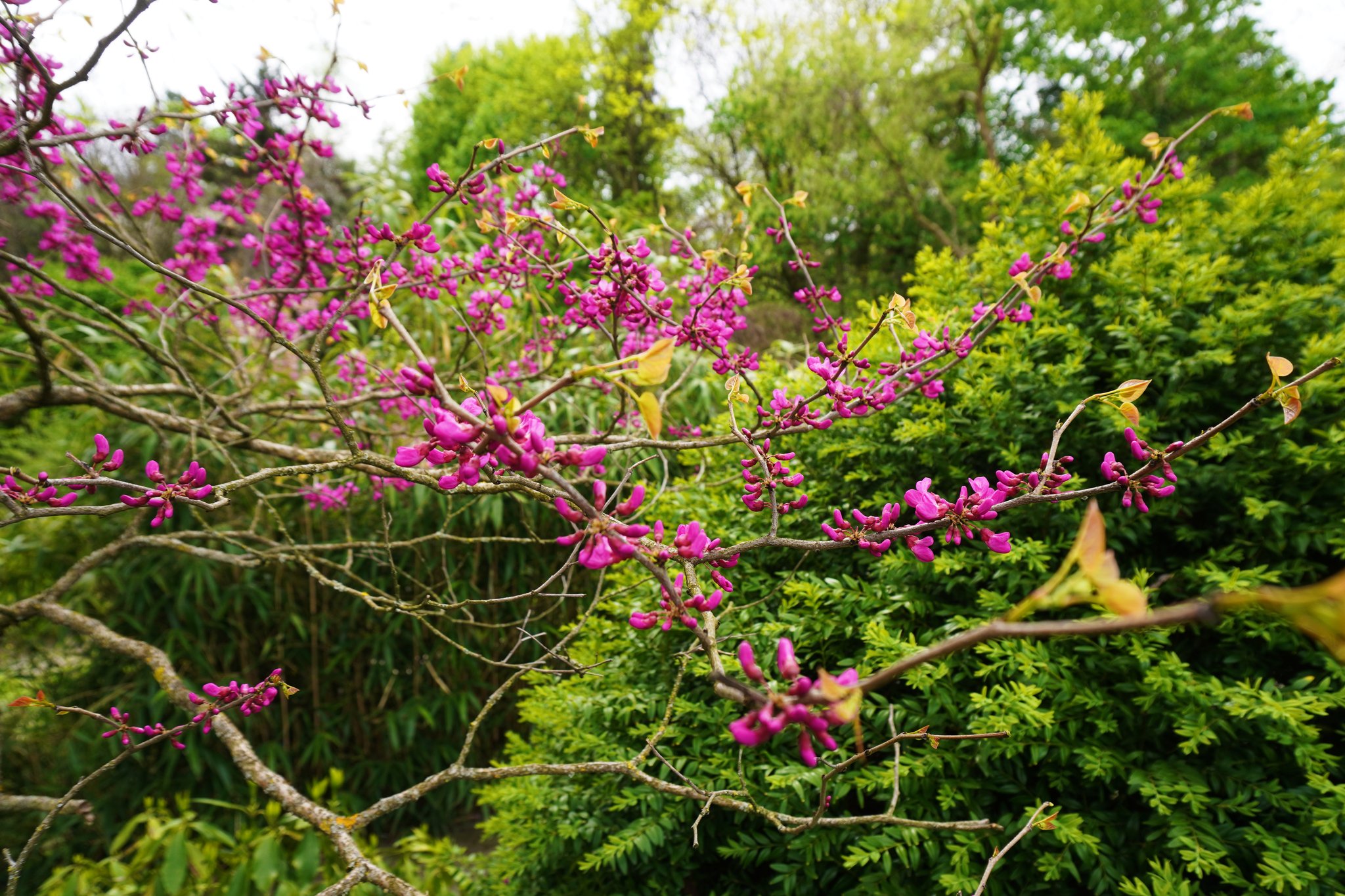 A înflorit macul albastru himalayan, care se poate vedea la Grădina ...