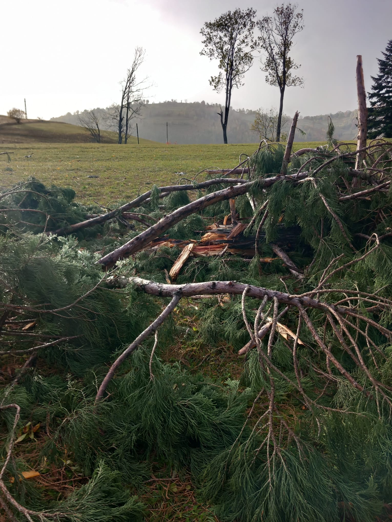 S-a rupt o parte din superbul arbore sequoia de la Rogojel, comuna ...