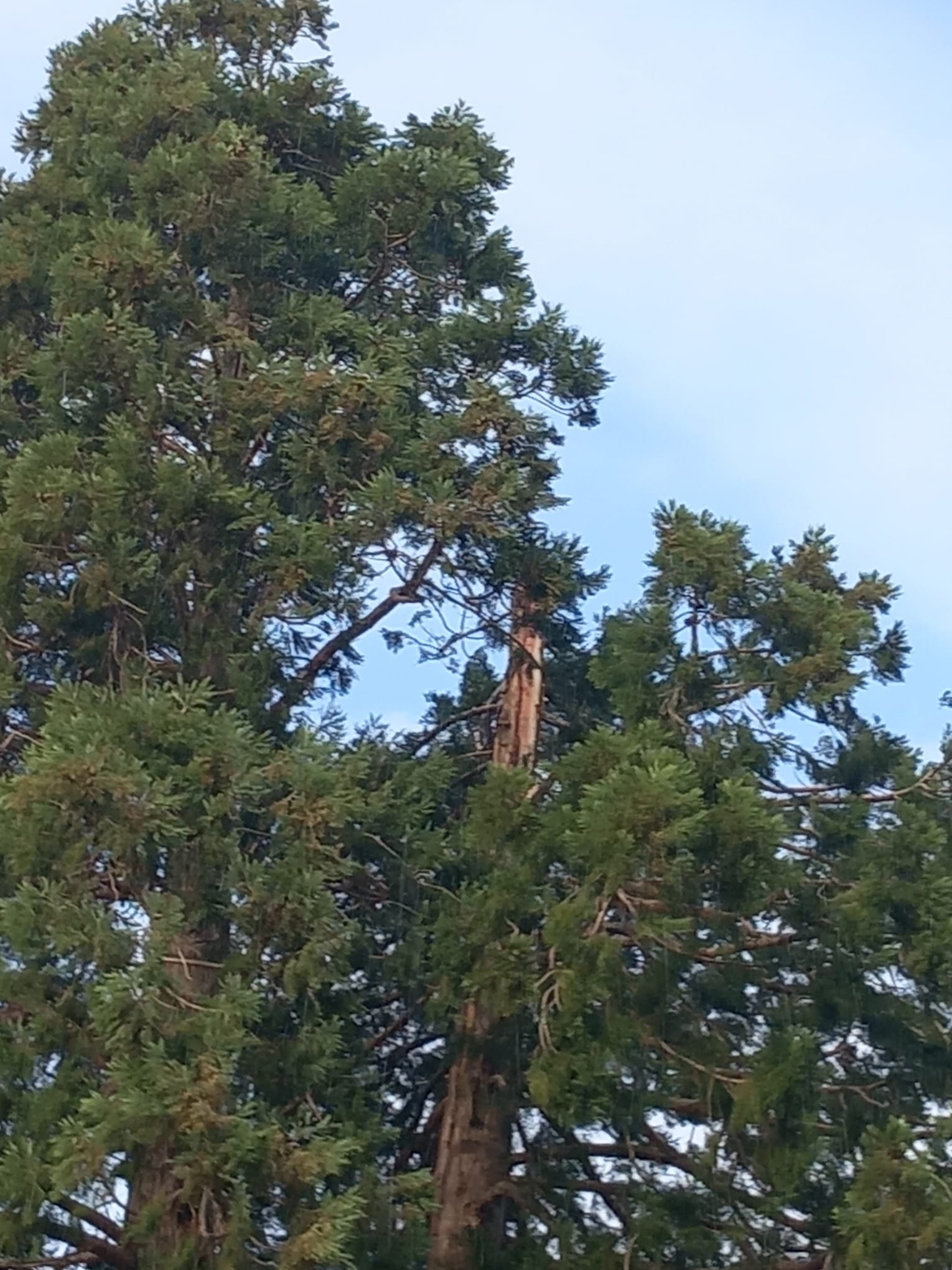 S-a rupt o parte din superbul arbore sequoia de la Rogojel, comuna ...
