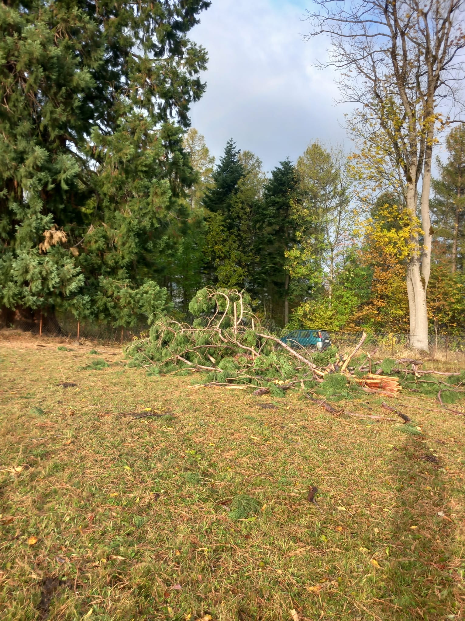 S-a rupt o parte din superbul arbore sequoia de la Rogojel, comuna ...