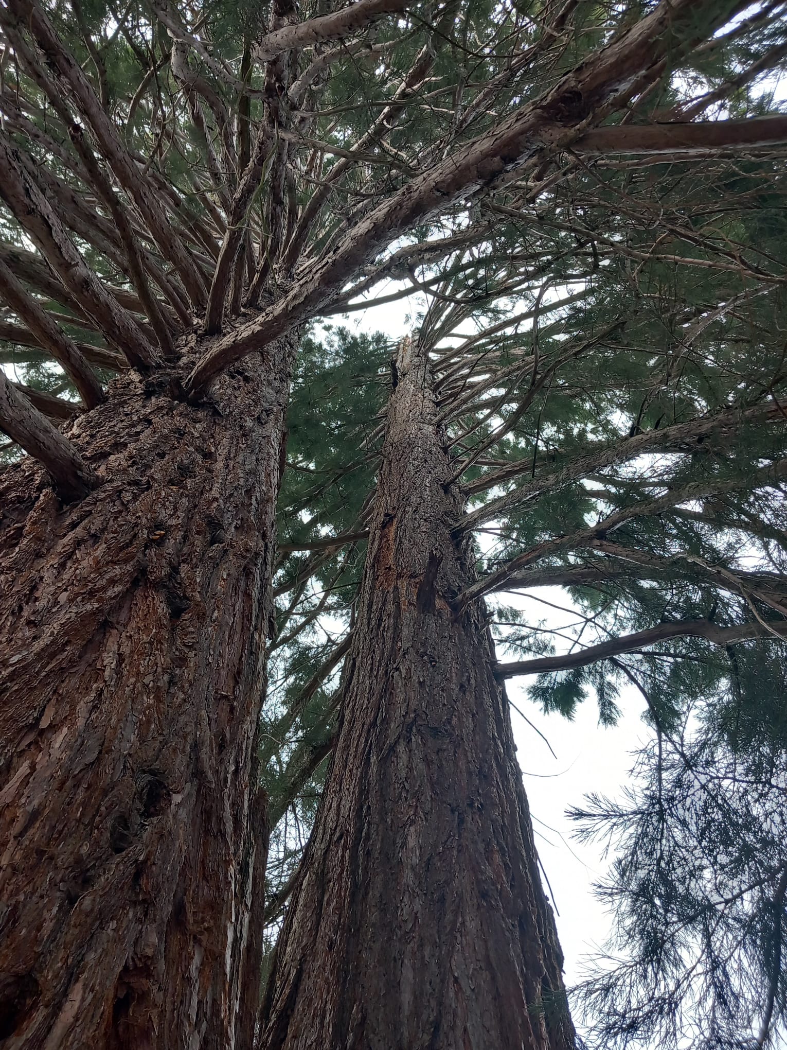 S-a rupt o parte din superbul arbore sequoia de la Rogojel, comuna ...