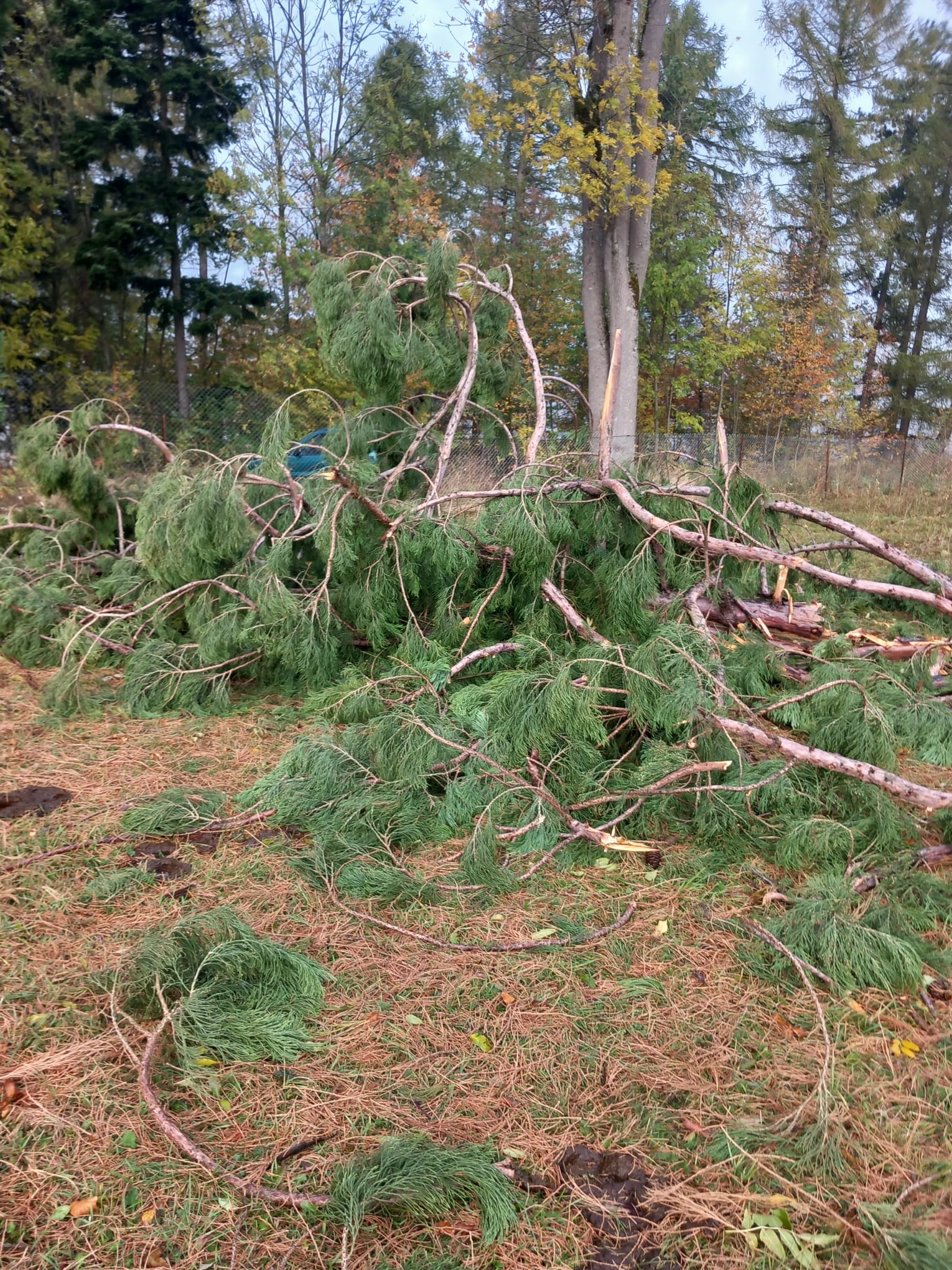 S-a rupt o parte din superbul arbore sequoia de la Rogojel, comuna ...