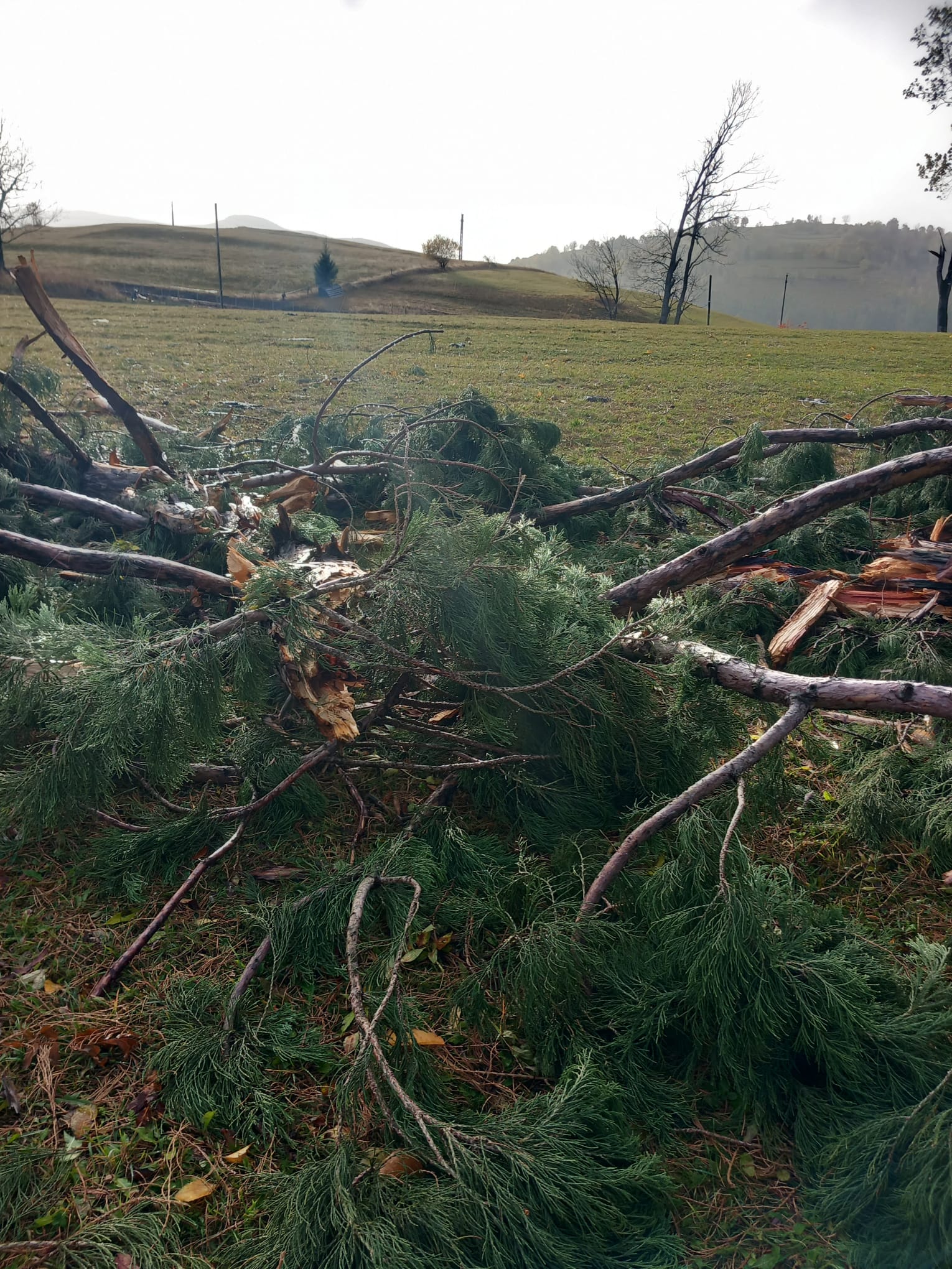 S-a rupt o parte din superbul arbore sequoia de la Rogojel, comuna ...