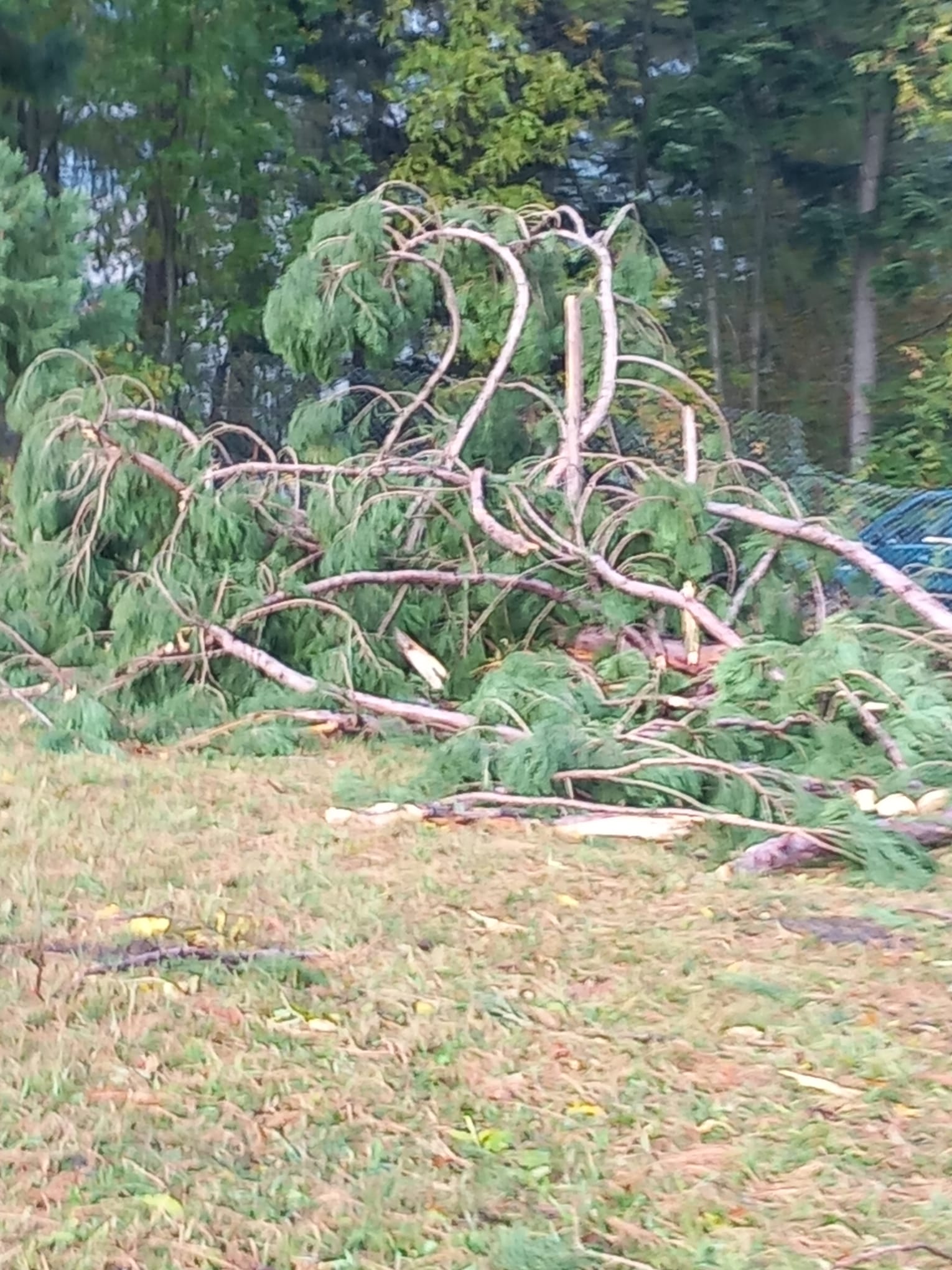 S-a rupt o parte din superbul arbore sequoia de la Rogojel, comuna ...