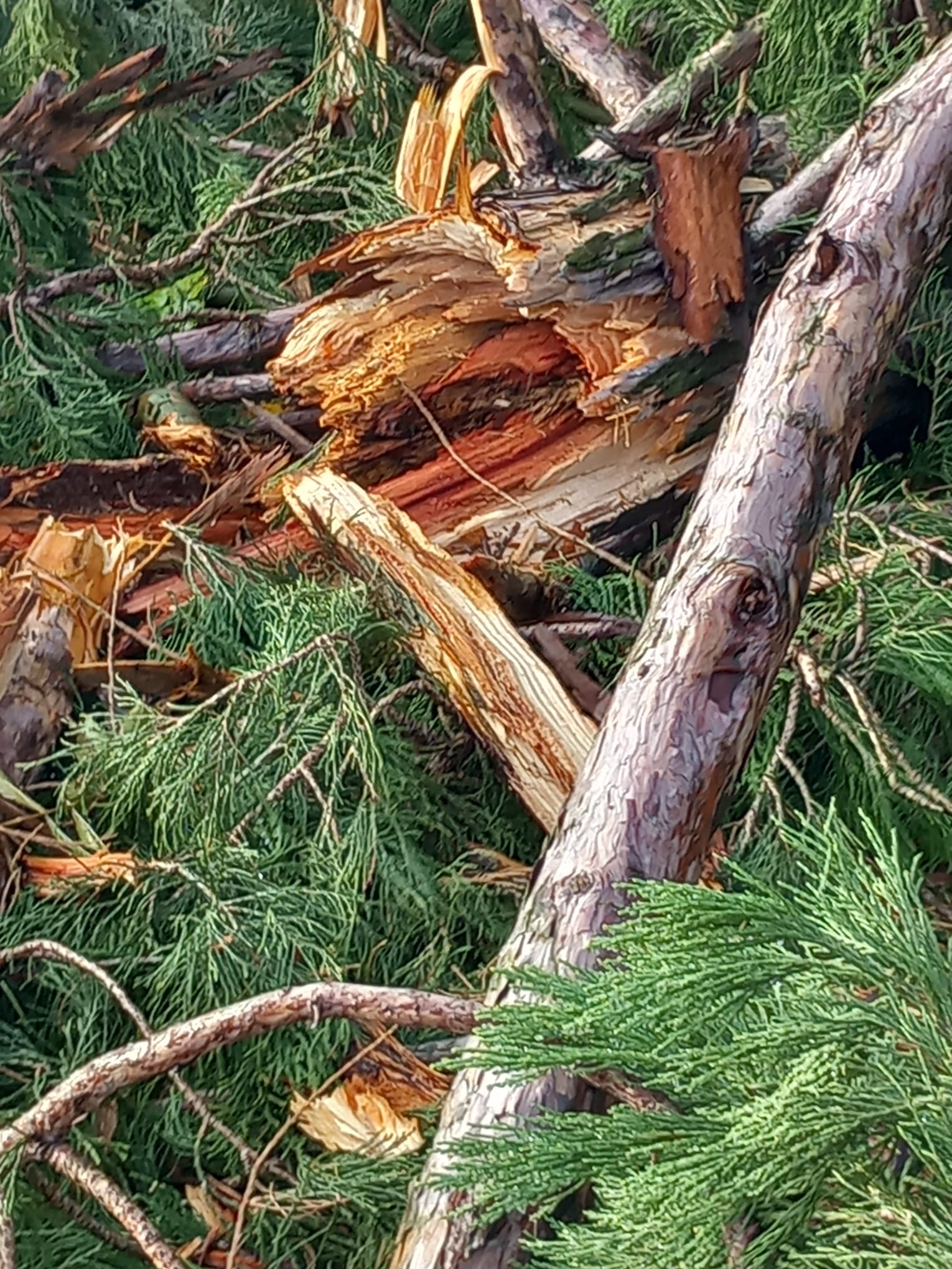 S-a rupt o parte din superbul arbore sequoia de la Rogojel, comuna ...