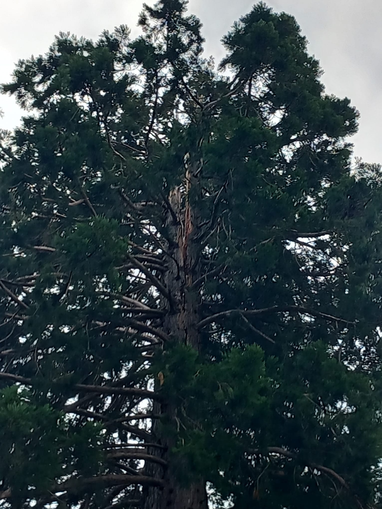 S-a rupt o parte din superbul arbore sequoia de la Rogojel, comuna ...