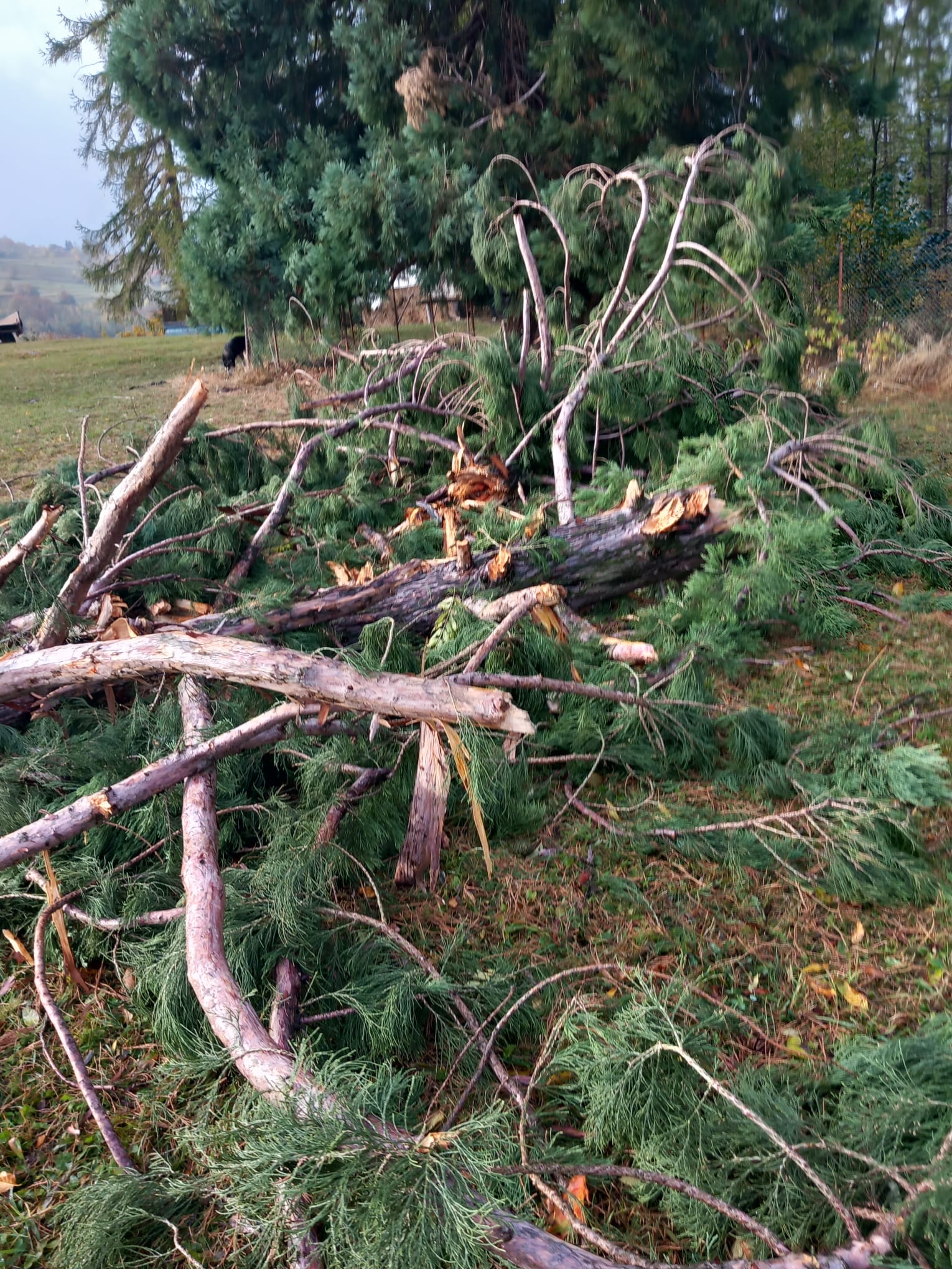 S-a rupt o parte din superbul arbore sequoia de la Rogojel, comuna ...