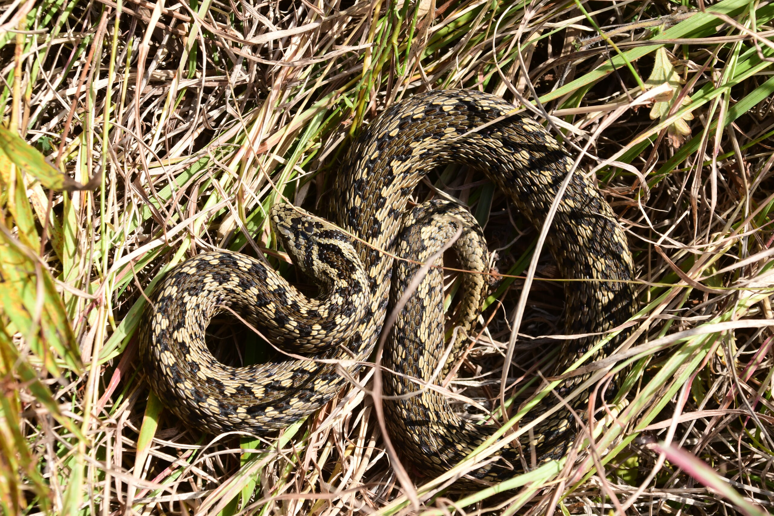Vipera de fâneață, despre care s-a crezut că a dispărut definitiv, a ...