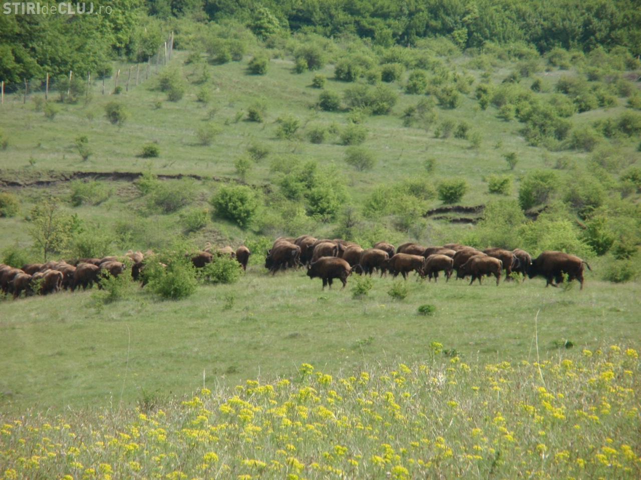 Bizonul de Taga, o specie pe cale de ... aparitie! Un danez pune bazele ...