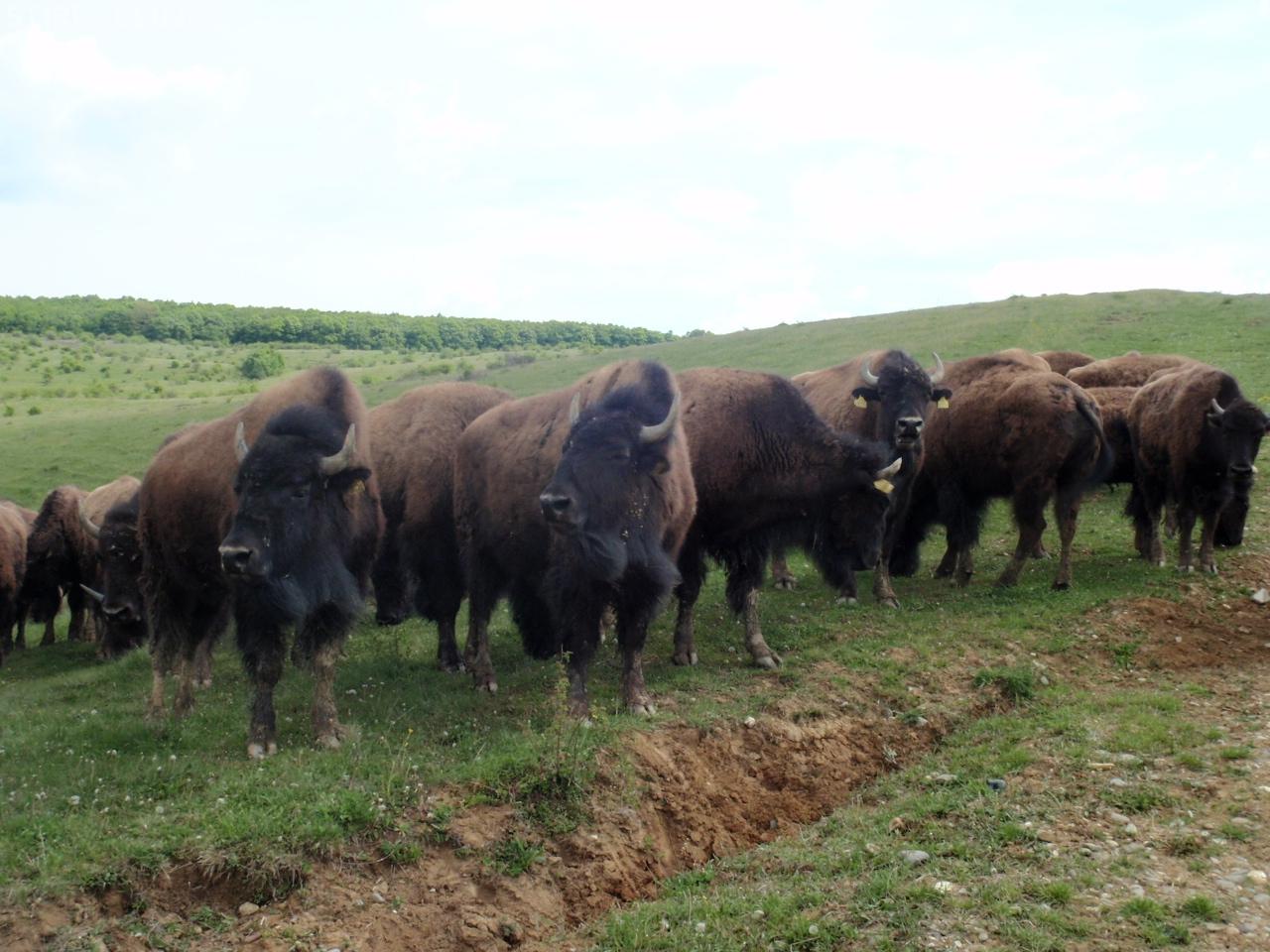 Bizonul de Taga, o specie pe cale de ... aparitie! Un danez pune bazele ...