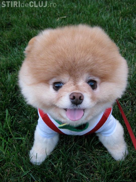 Boo, cainele cu un milion de fani pe Facebook VIDEO si FOTO - Ştiri de Cluj