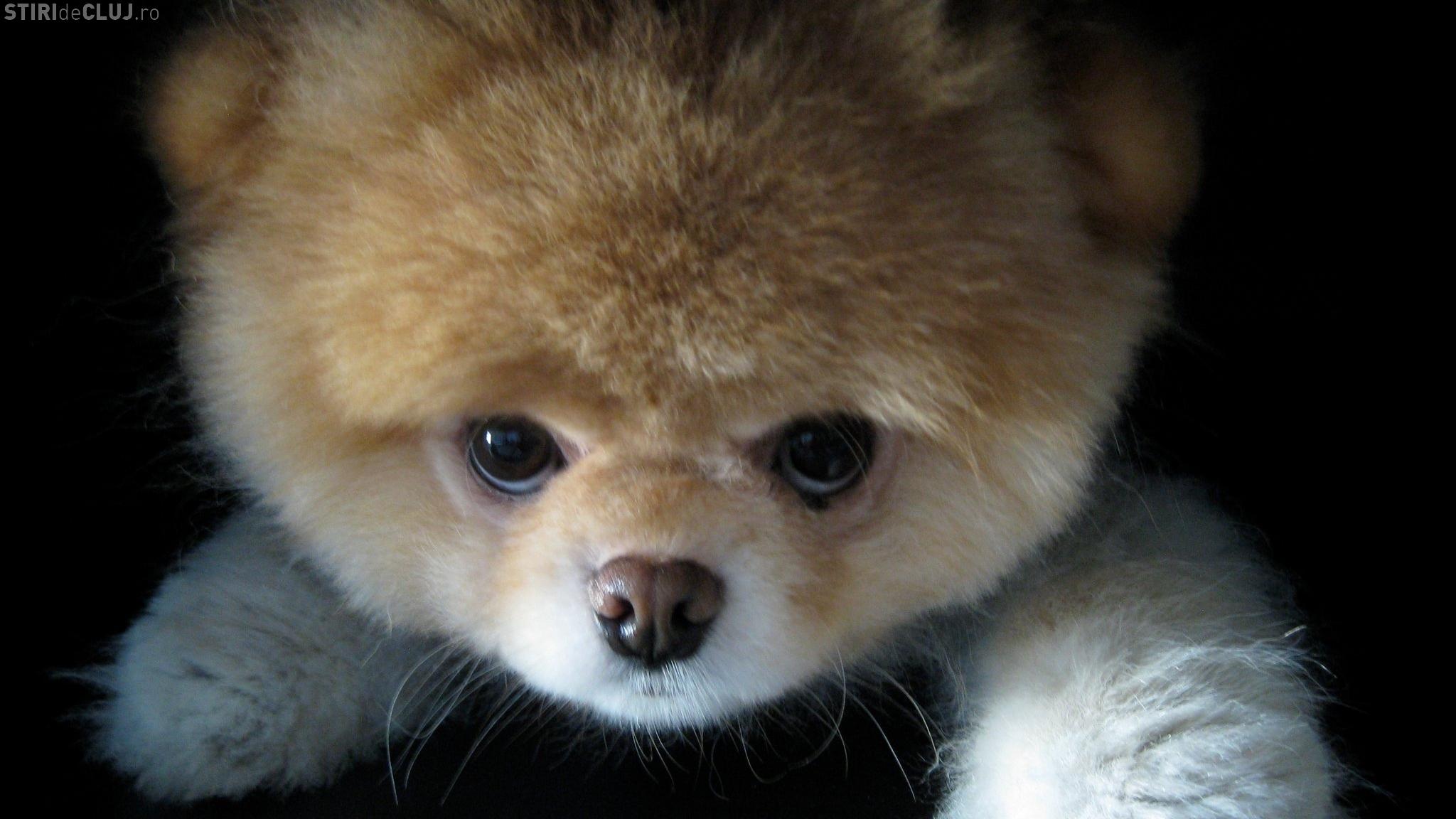 Boo, cainele cu un milion de fani pe Facebook VIDEO si FOTO - Ştiri de Cluj