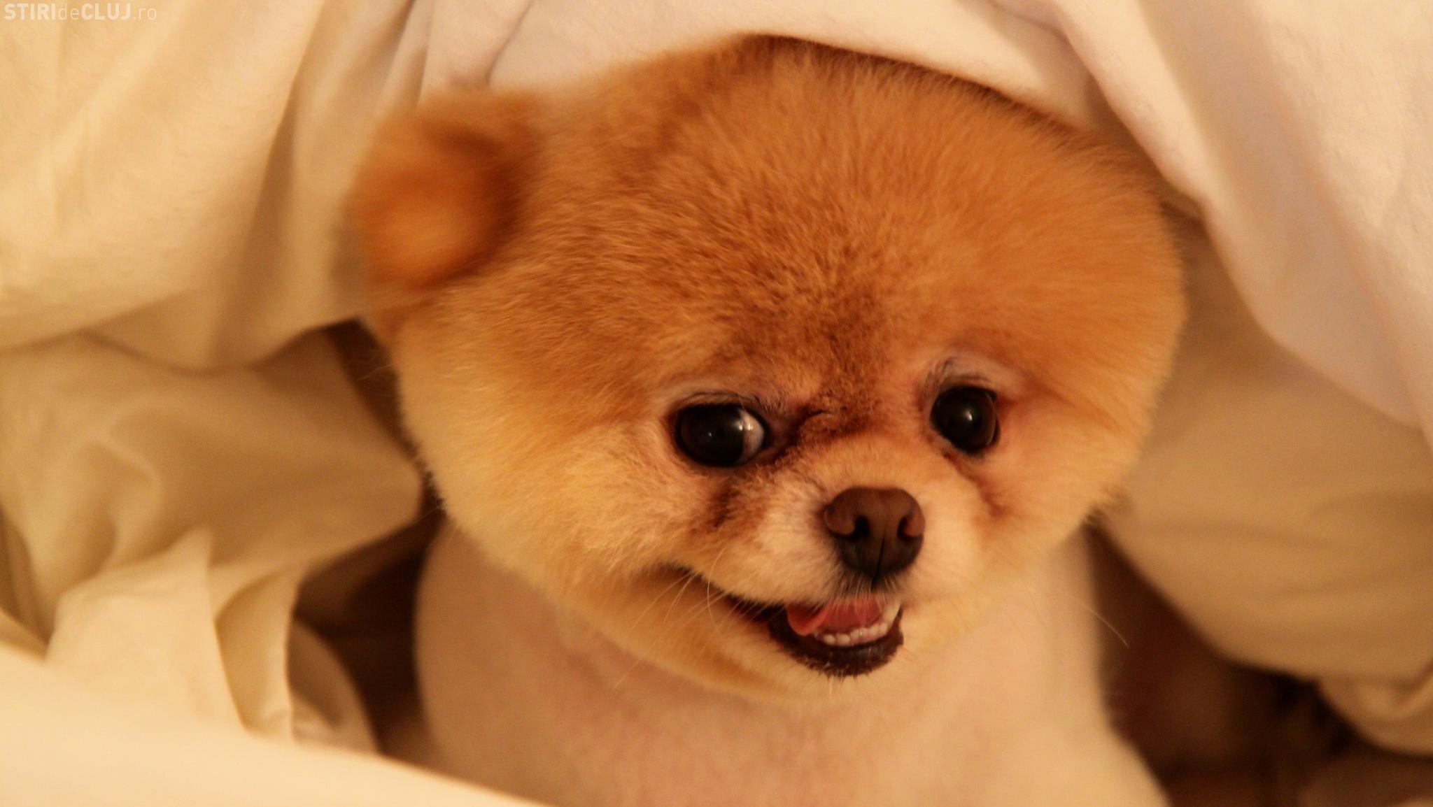 Boo, cainele cu un milion de fani pe Facebook VIDEO si FOTO - Ştiri de Cluj