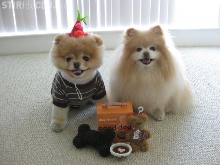 Boo, cainele cu un milion de fani pe Facebook VIDEO si FOTO - Ştiri de Cluj