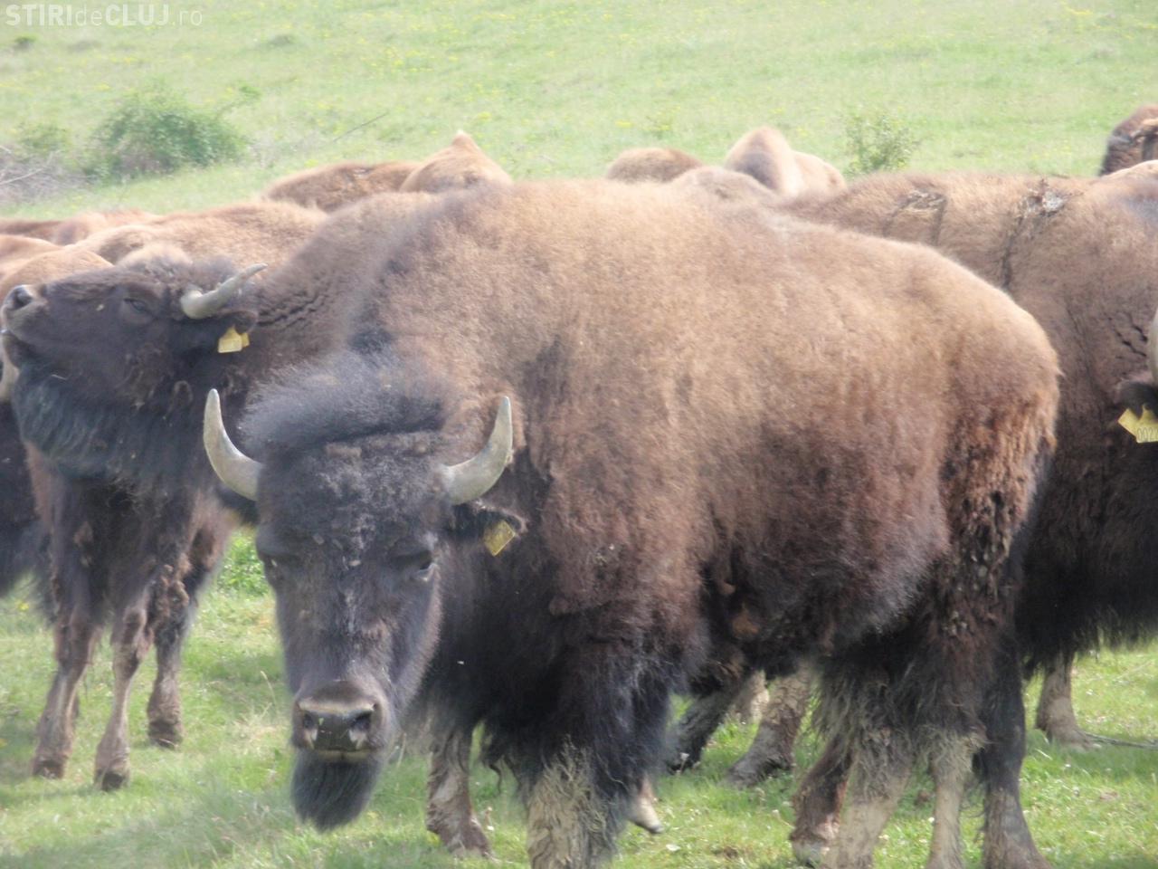 Bizonul de Taga, o specie pe cale de ... aparitie! Un danez pune bazele ...