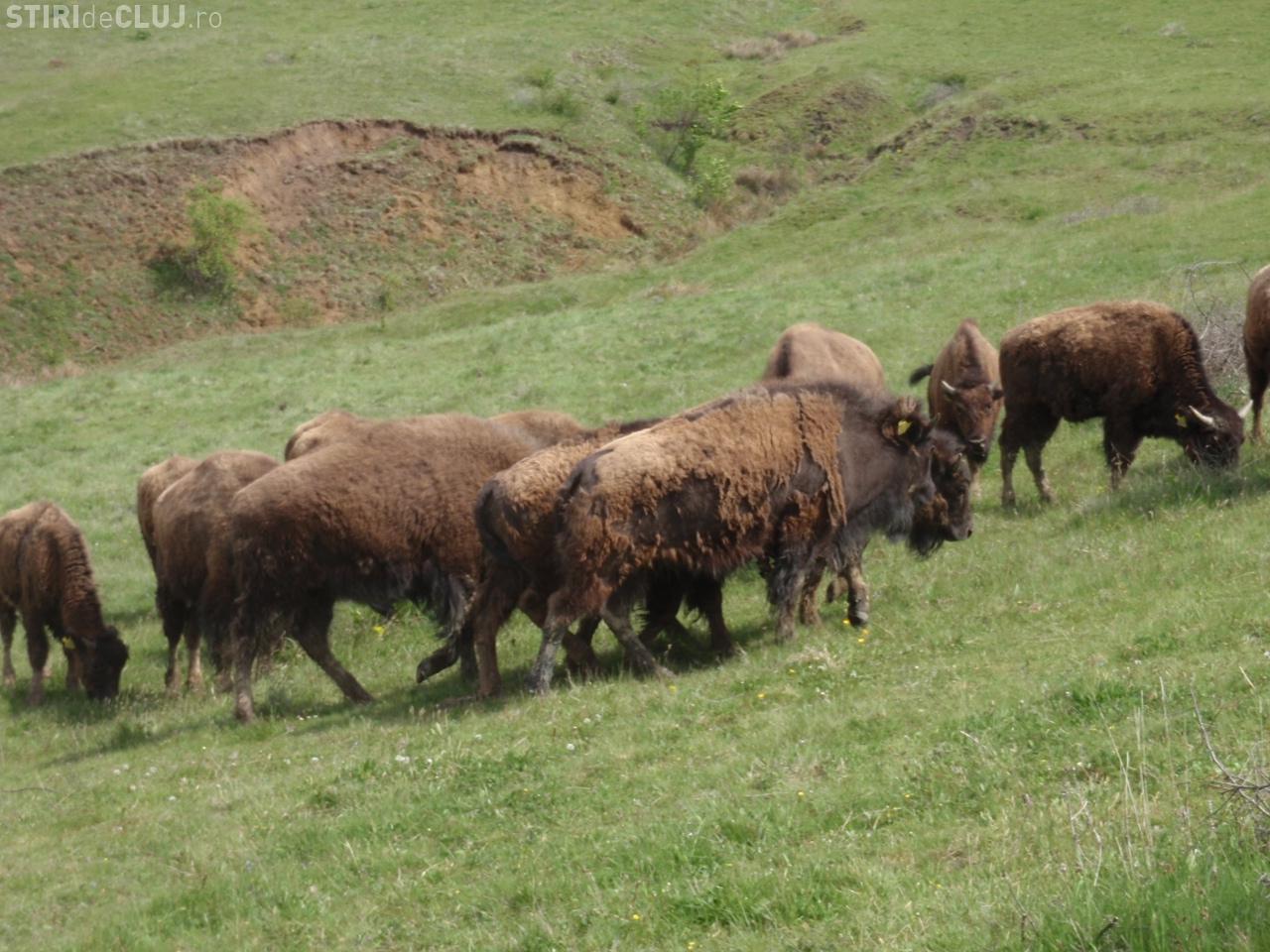 Bizonul de Taga, o specie pe cale de ... aparitie! Un danez pune bazele ...