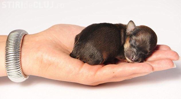 Cel mai MIC căţel din lume are doar 10 CM VEZI FOTO - Ştiri de Cluj