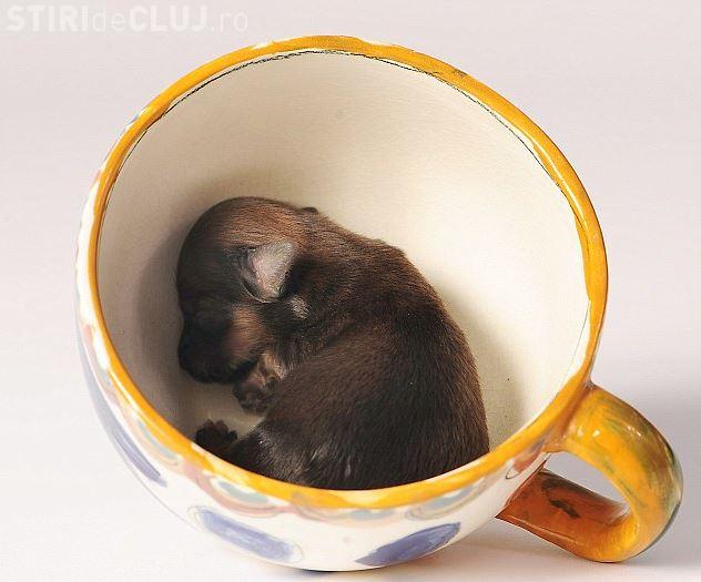 Cel mai MIC căţel din lume are doar 10 CM VEZI FOTO - Ştiri de Cluj