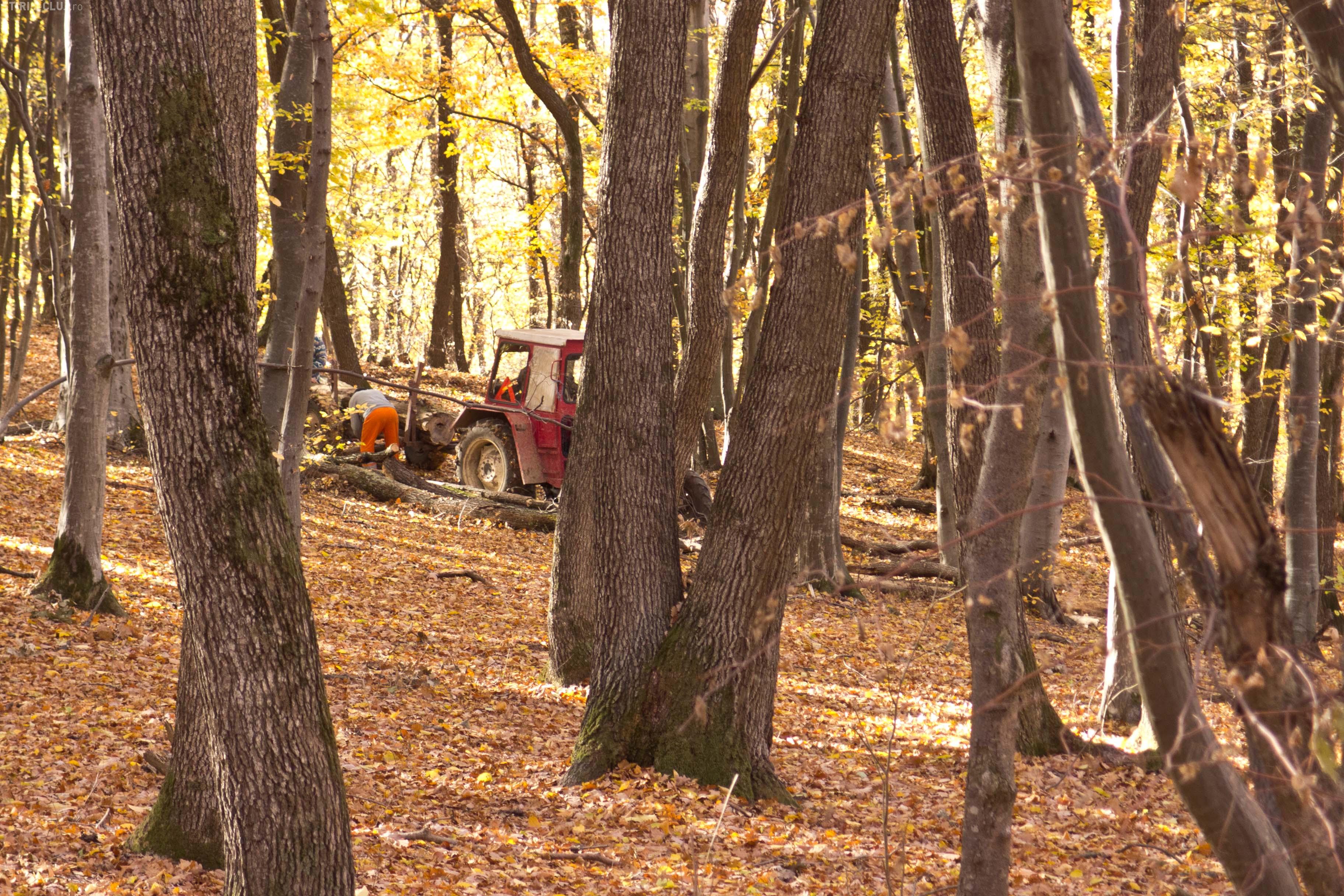 Defrișare în Pădurea Făget - FOTO - Ştiri de Cluj