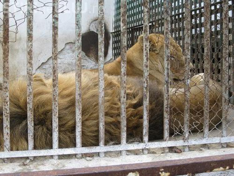 De Revelion, leii de la Zoo Turda vor fi tratati cu piept de pui, iar ...
