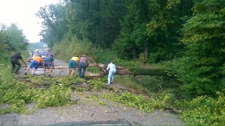 Pe strada Edgar Quinet cad copacii. Oamenii cer modernizarea drumului ...