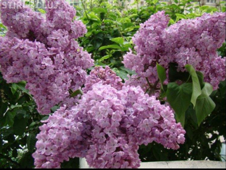 Ce boli tratează floarea de liliac - Ştiri de Cluj
