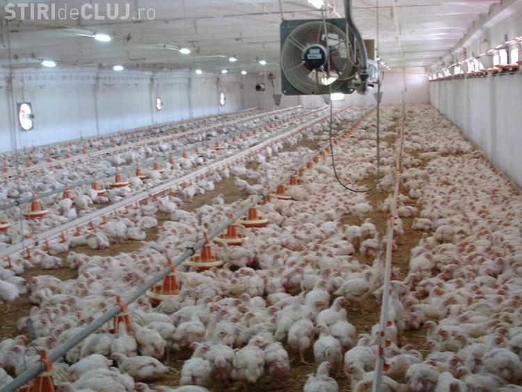 Consiliul Judeţean Cluj cere ca ferma de pui din Florești să nu ...