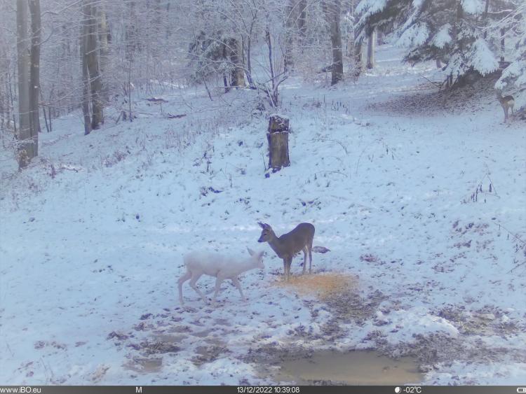 FOTO - Imagini spectaculoase cu o căprioară albă, o raritate într-o ...