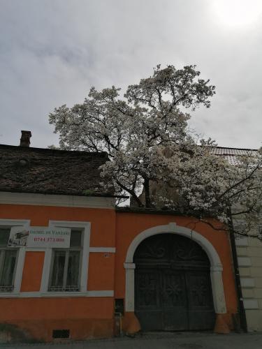 Se vinde celebra ”Casă cu magnolii” a Clujului. Prețul casei este pe ...