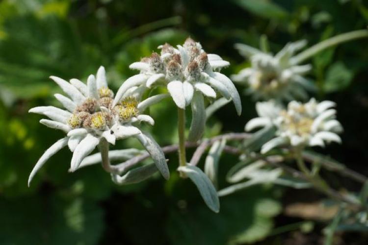 Clujenii pot admira în acest weekend sublima floarea de colț, numită și ...