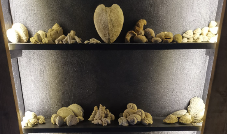 Un clujean a strâns o colecție de mii de fosile antice, vechi de zeci ...