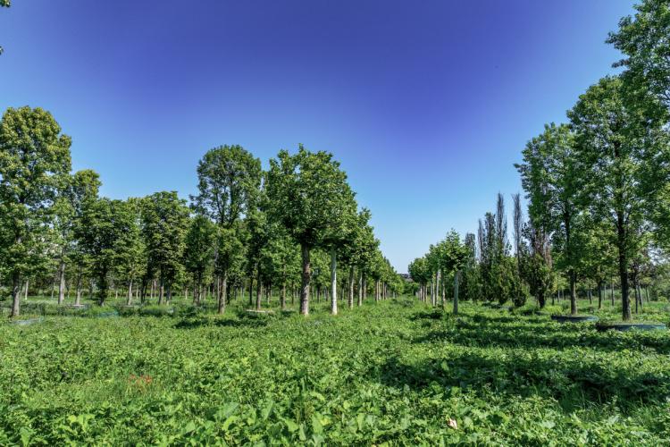 700 de copaci pregătiți să înverzească fosta platformă Carbochim din ...