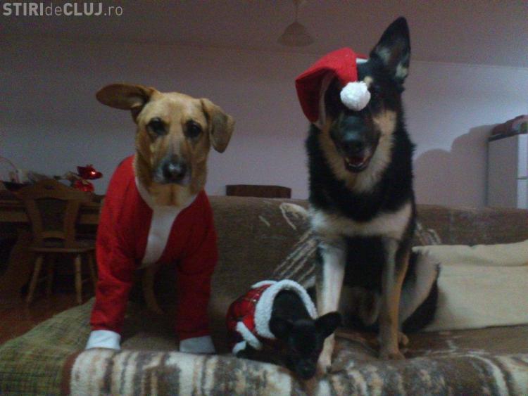 Cei mai draguti caini de Craciun sunt din Dezmir FOTO - Ştiri de Cluj
