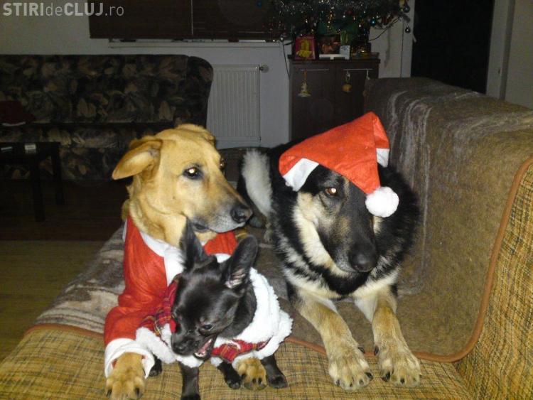 Cei mai draguti caini de Craciun sunt din Dezmir FOTO - Ştiri de Cluj