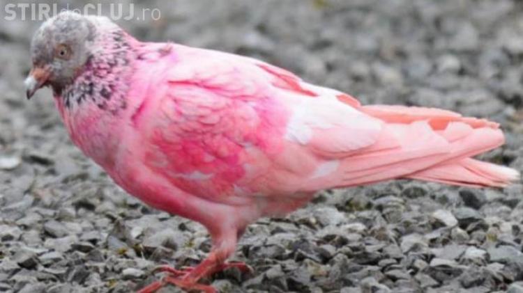 Cel mai CIUDAT porumbel din lume este ROZ - Ştiri de Cluj